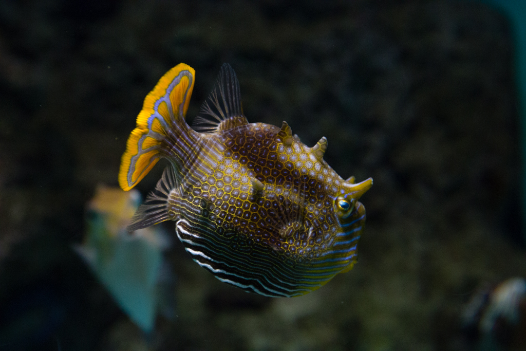 Kaikyo-kan : l’aquarium aux poissons globes de Shimonoseki | TekuTeku Japan