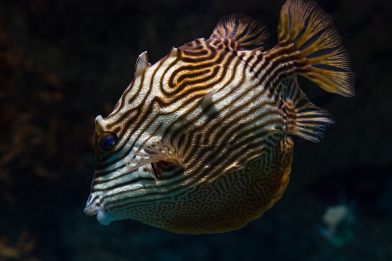 Kaikyo-kan : l’aquarium aux poissons globes de Shimonoseki | TekuTeku Japan