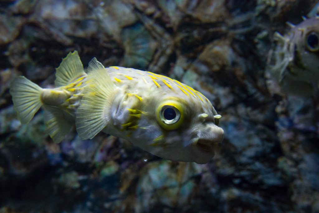 Kaikyo-kan : l'aquarium aux poissons globes de Shimonoseki | TekuTeku Japan