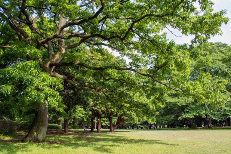 Le parc de Kinuta, immense espace vert dans Tokyo | TekuTeku Japan
