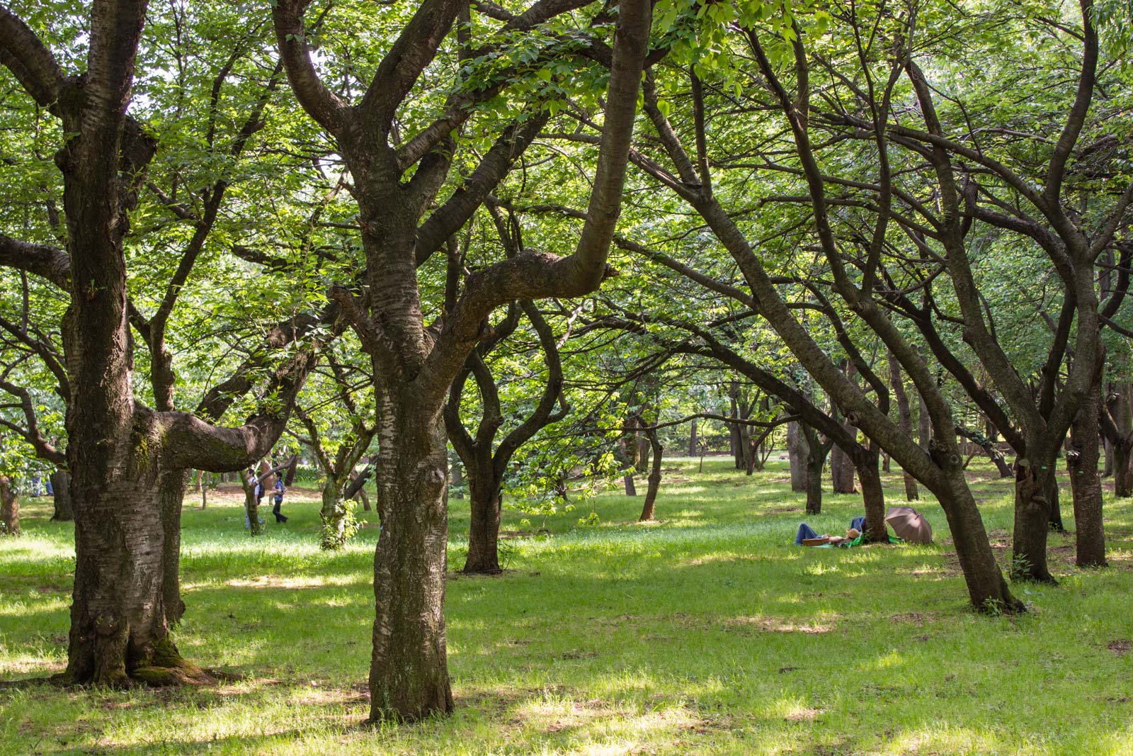 Le parc de Kinuta, immense espace vert dans Tokyo | TekuTeku Japan